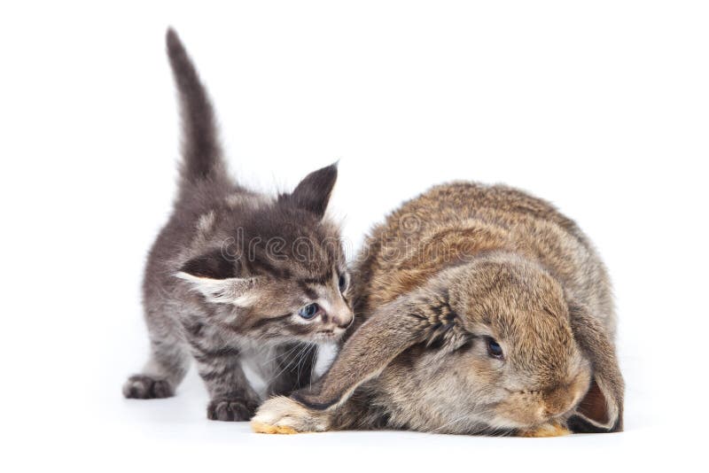Kitten and rabbit stock image. Image of shot, purebred - 19810913