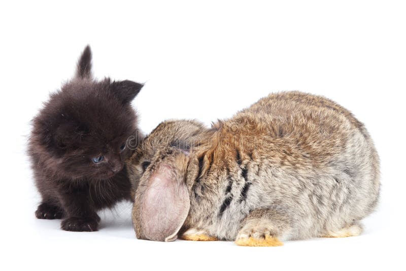 Kitten and rabbit stock image. Image of animal, purebred - 19810953