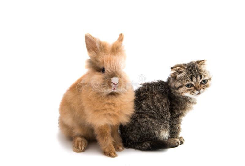 Kitten and rabbit isolated stock photo. Image of domestic - 98519922