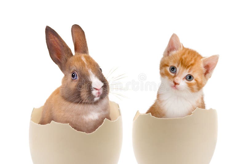Kitten and Rabbit in White Eggs Stock Image - Image of soft, life ...