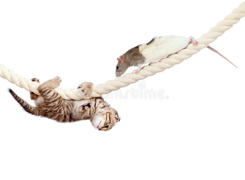 Cat Curve Tail Stock Photos - Free & Royalty-Free Stock Photos from ...