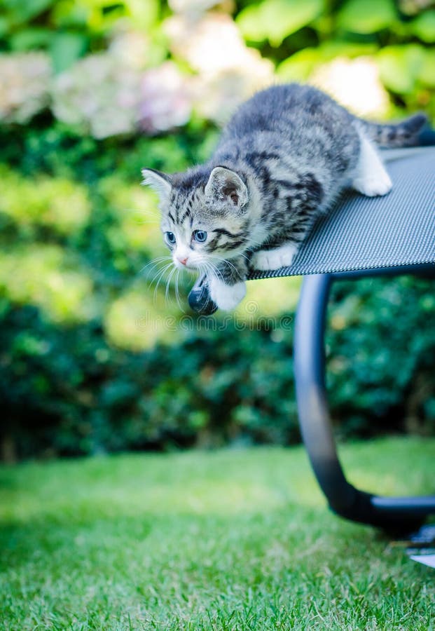 Kitten ready for jump stock image. Image of chair, energy - 84176793