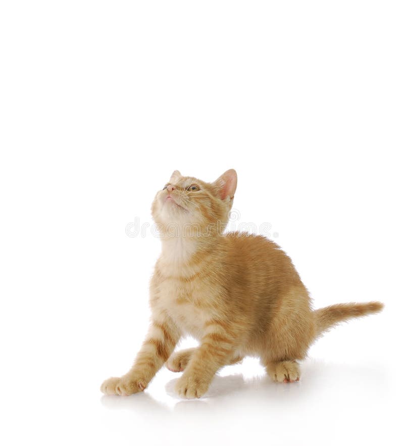 Jumping cat stock image. Image of motion, gray, isolated - 7647287
