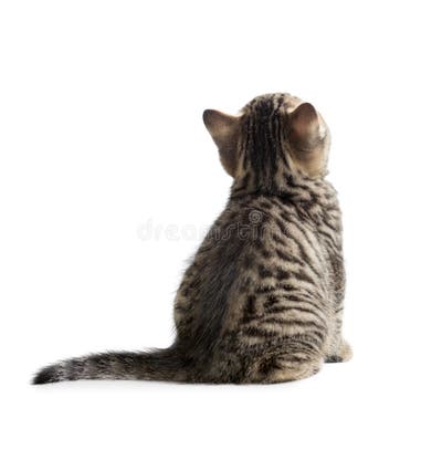 375 Rear View Cat Sitting Stock Photos - Free & Royalty-Free Stock ...