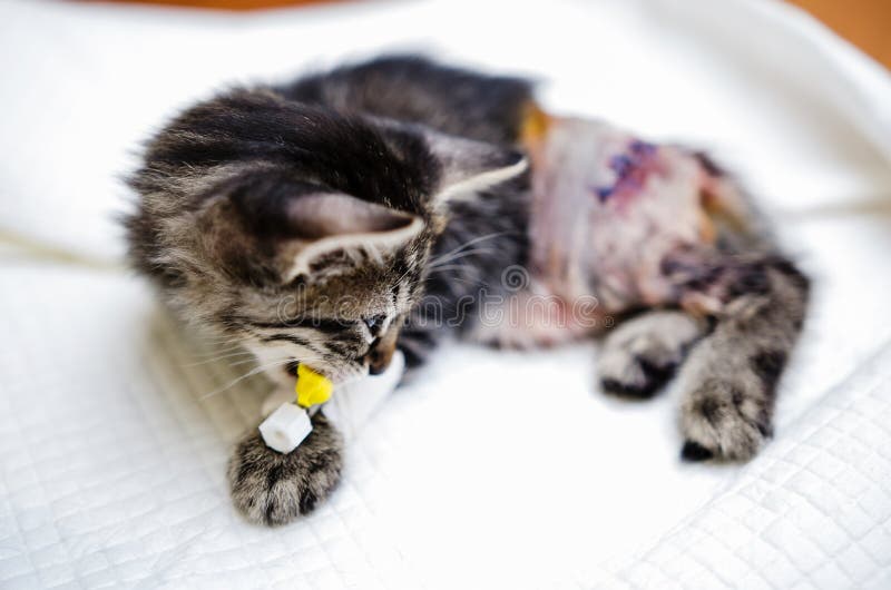 Kitten Recovering after Surgeory Stock Photo - Image of suture, sleepy ...