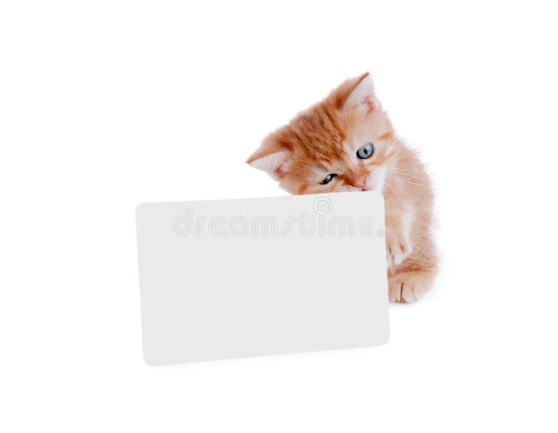 Kitten Red Holds a Postcard for Your Text Stock Image - Image of ...