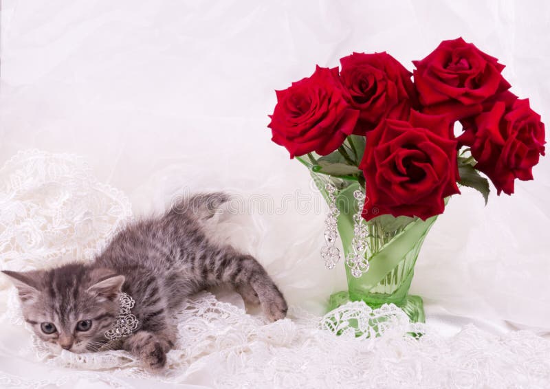 Kitten with red roses stock image. Image of looking, leafs - 26408393