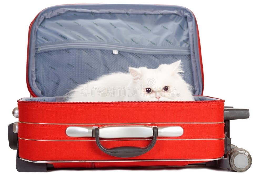 Kitten in the red suitcase stock image. Image of feline - 12681763
