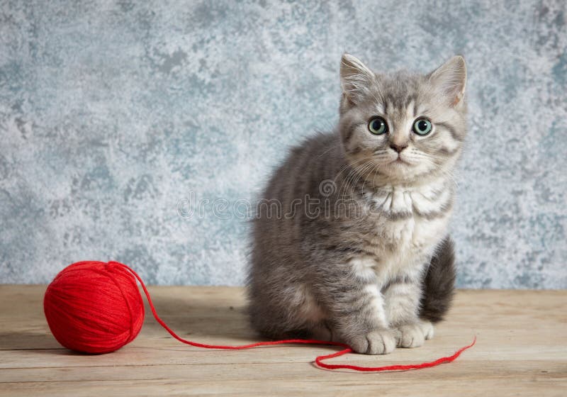 Kitten and red thread ball stock image. Image of purebred - 22883225