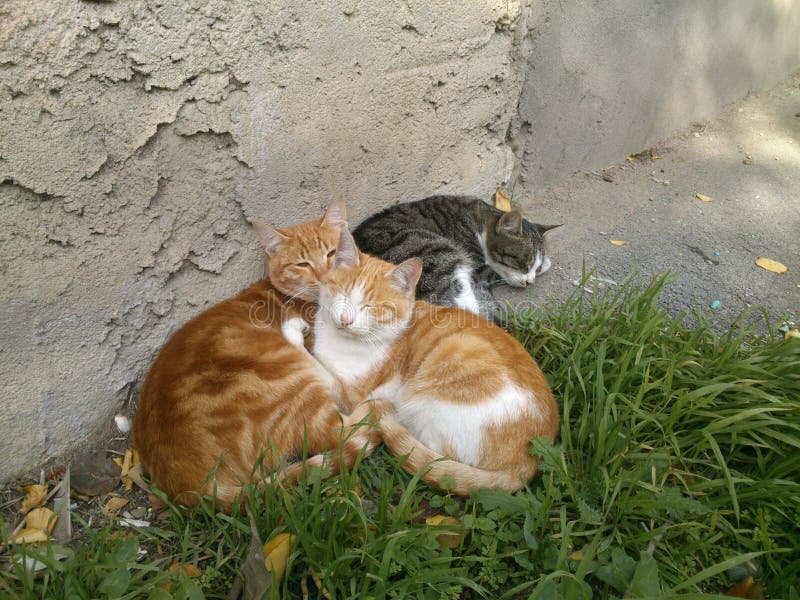 Kitten relax stock photo. Image of kitten, cute, cats - 44617786