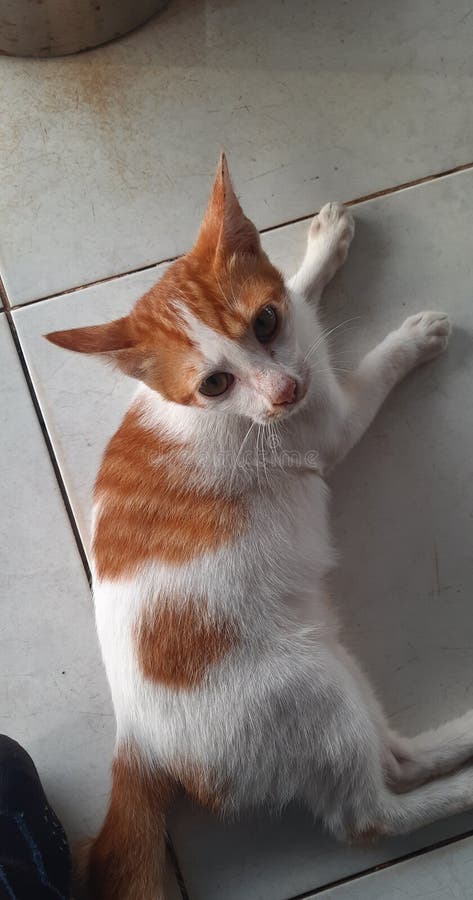 Kitten Relax and Play during the Day with Master Stock Photo - Image of ...