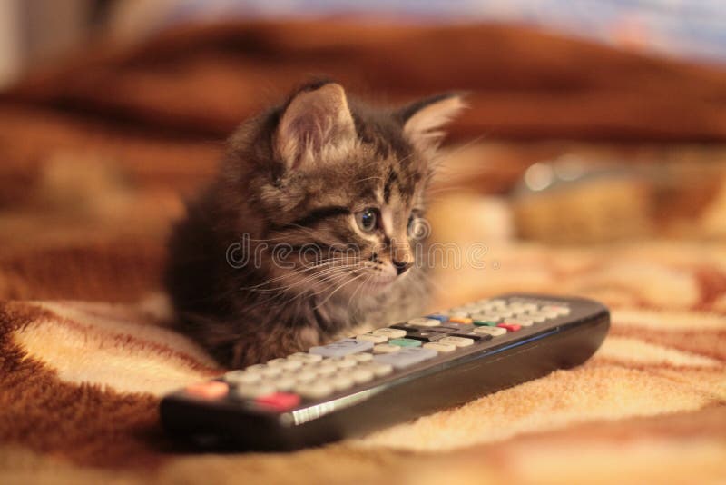 Kitten with remote control stock photo. Image of carefree - 111566190