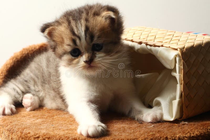 Kitten portrait scene. stock photo. Image of concept - 107853202