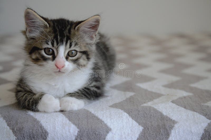 Kitten at rest stock image. Image of stray, white, resting - 58406867