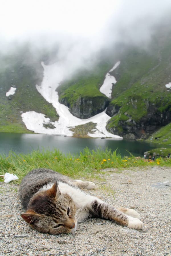 Kitten resting stock photo. Image of altitude, feline - 15396558