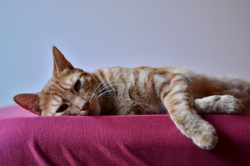 Kitten Resting in the Floor Stock Photo - Image of toyger, sokoke ...
