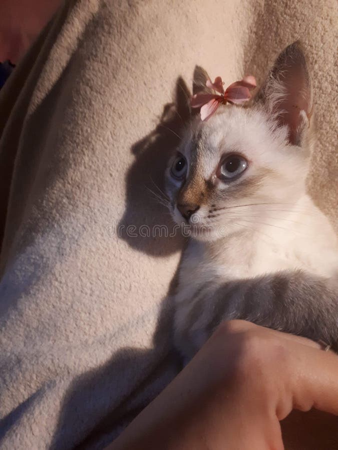 Kitten with ribbon stock image. Image of kitty, ribbon - 158514897