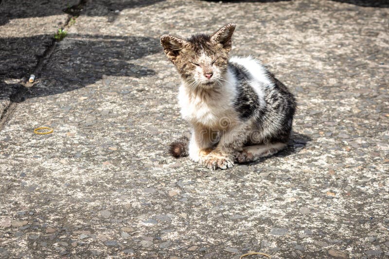 Kitten with Ringworm Infection on Ear and Face, Cat Disease Stock Image ...