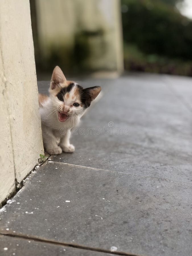 A Kitten Roars in a Cute Expression Stock Photo - Image of calico ...