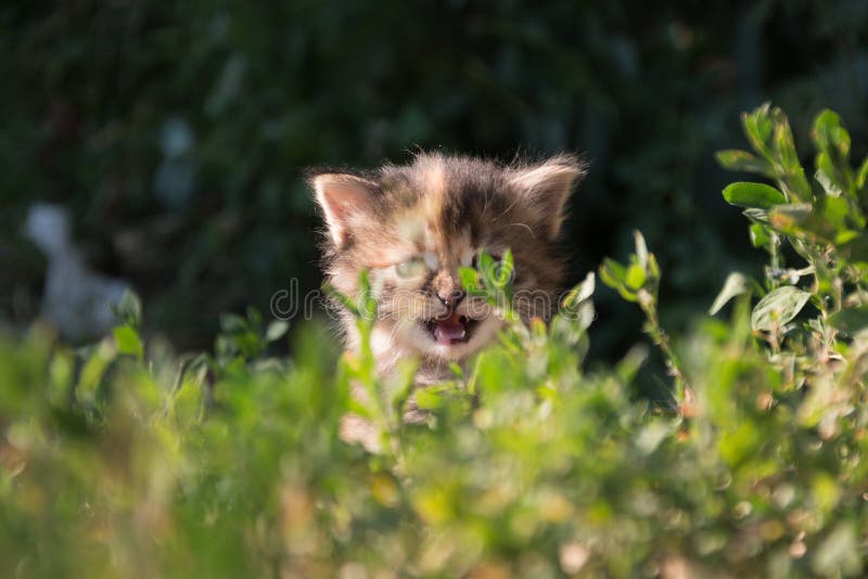 Kitten roars stock image. Image of garden, feline, summer - 55561751