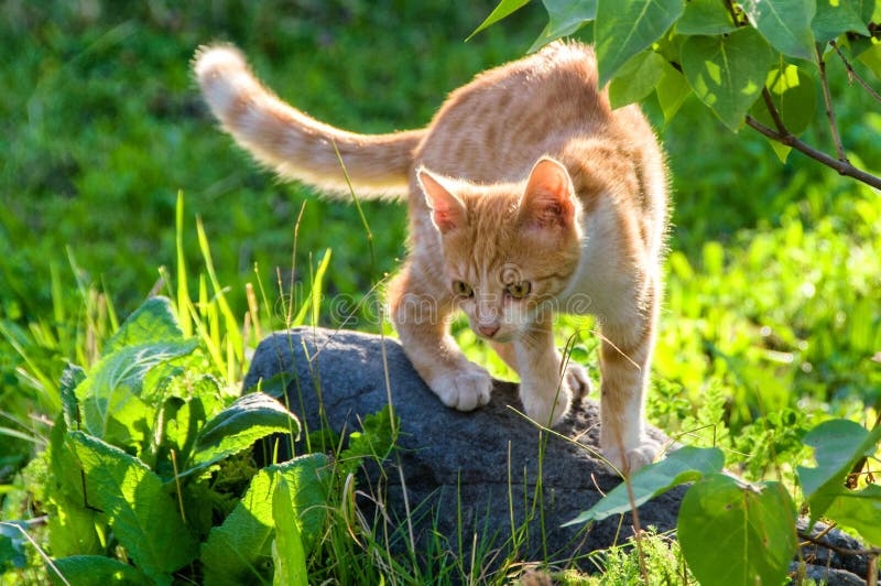 Kitten in the rock stock image. Image of grass, small - 58842929