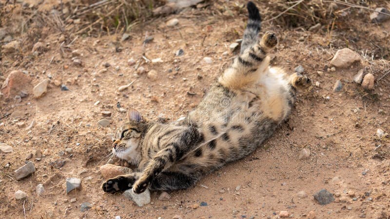 Kitten Rolling Over on the Ground Stock Photo - Image of playing ...