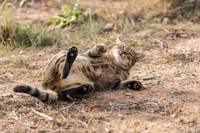 Kitten Rolling Over on the Ground Stock Photo - Image of feline, kitten ...