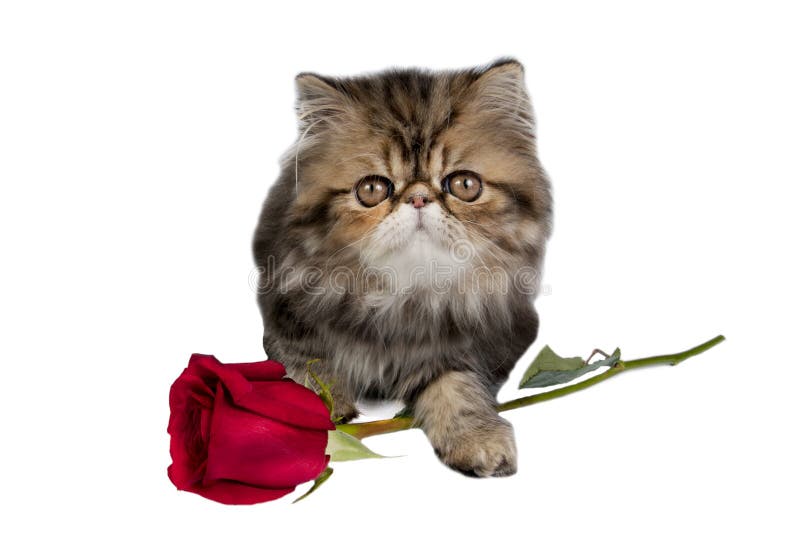 Kitten with rose stock image. Image of birthday, love - 18021687