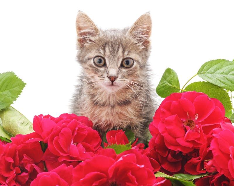 Kitten and red roses stock photo. Image of pets, home - 179334688