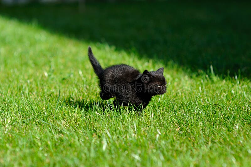 Adorable Kitten Running On Grass Stock Photo - Image of kitty, green ...