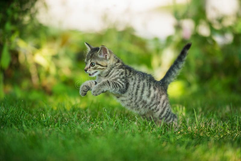 Kitten running in a meadow stock photo. Image of jump - 238003760