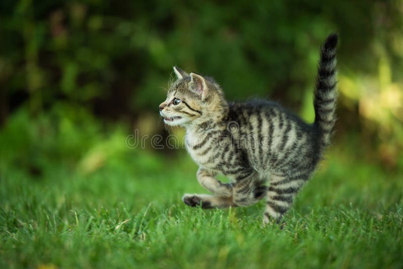 Kitten running in a meadow stock image. Image of baby - 238003851