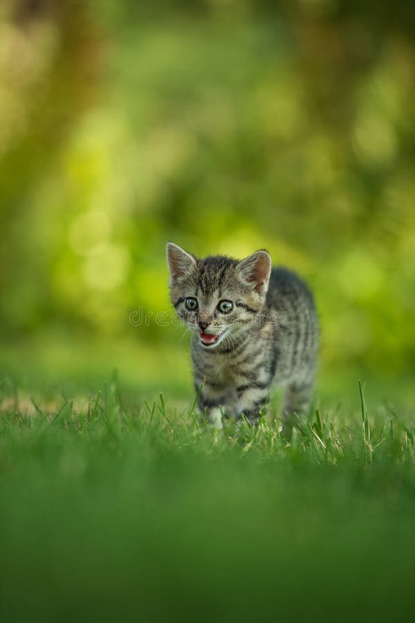 Kitten running in a meadow stock image. Image of action - 238003931