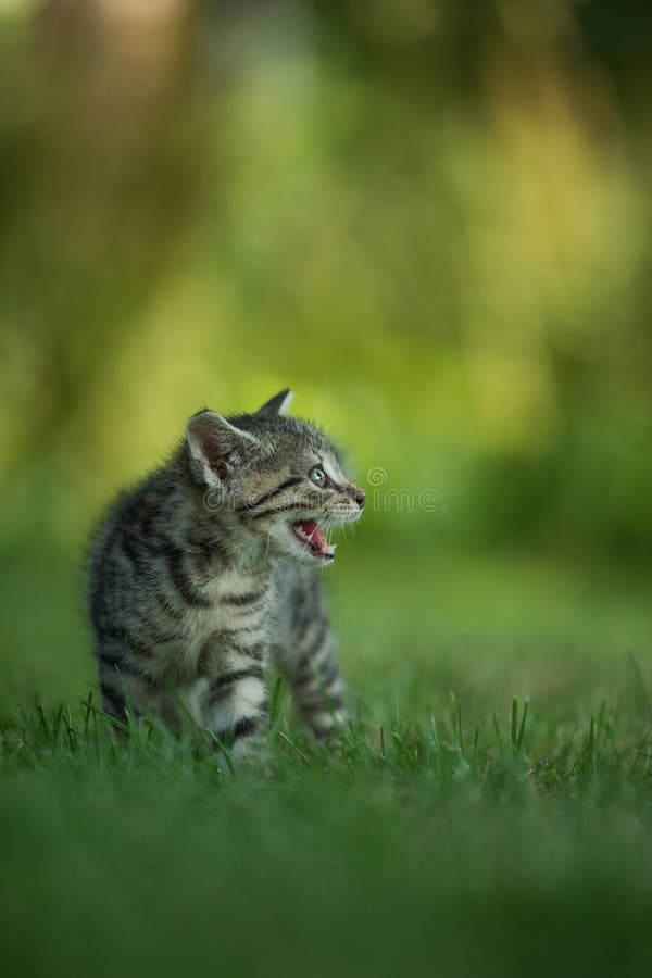Kitten running in a meadow stock photo. Image of outdoor - 238003990