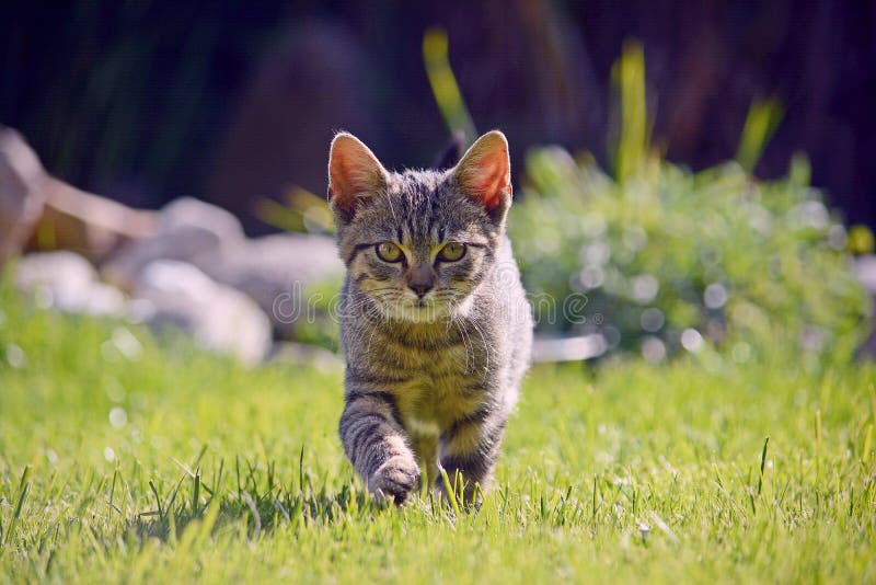 Kitten Running the Photographer Stock Photo - Image of flowers, face ...