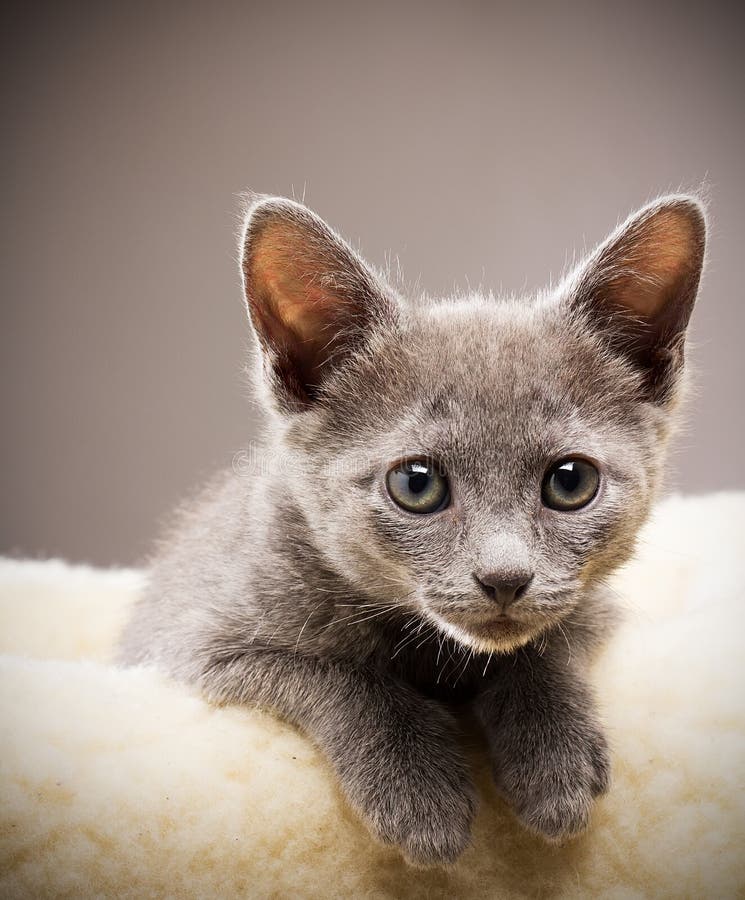 Kitten. stock image. Image of meowing, gray, calling - 30022715