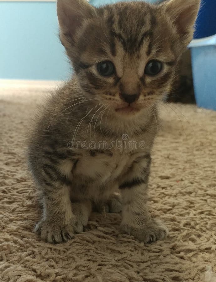 Munchkin Mix Stock Photos - Free & Royalty-Free Stock Photos from ...