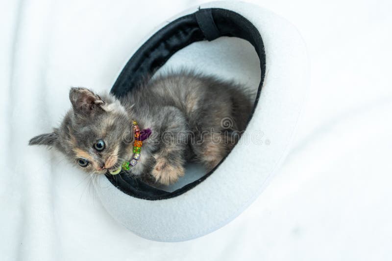 This Kitten S Love for Play Shines through As they Engage with a White ...