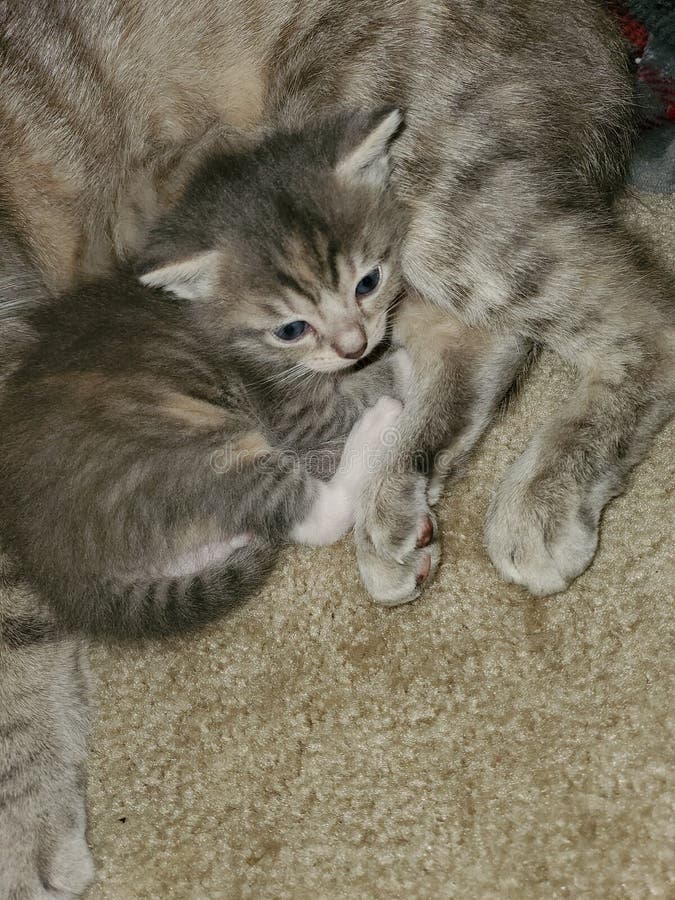 Momma with her kittens stock photo. Image of kittens - 54543688