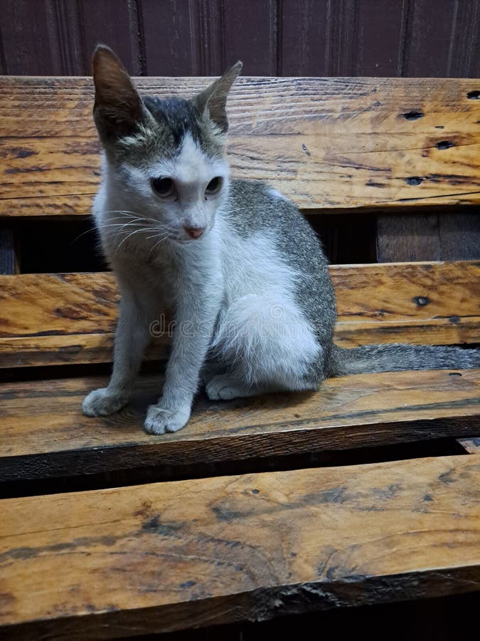 Kitten Sad Face in Night at Chair Stock Photo - Image of face, kitten ...