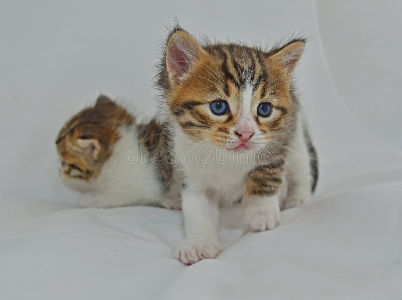 A kitten with a sad look stock image. Image of lost - 347022719