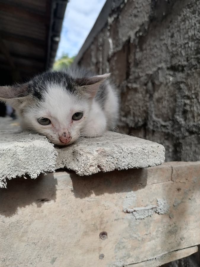 Kitten in a sad mood stock photo. Image of nose, carnivore - 268314278