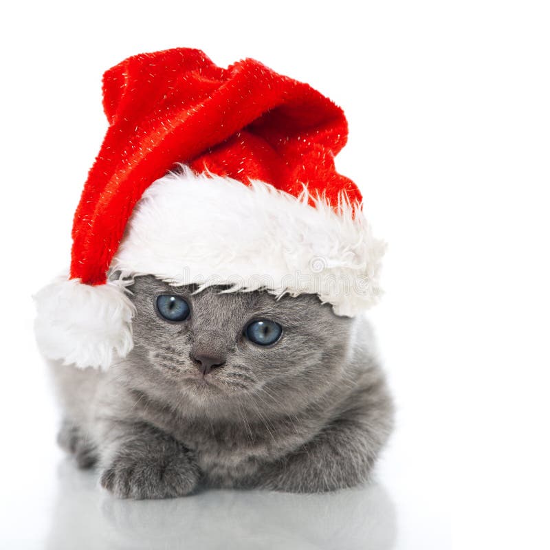 Kitten with Santa Claus Hat Stock Image - Image of blue, baby: 42833589