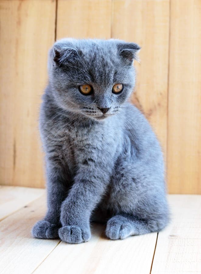Kitten Scottish Breed with Cropped Ears. Watch Carefully Stock Photo ...