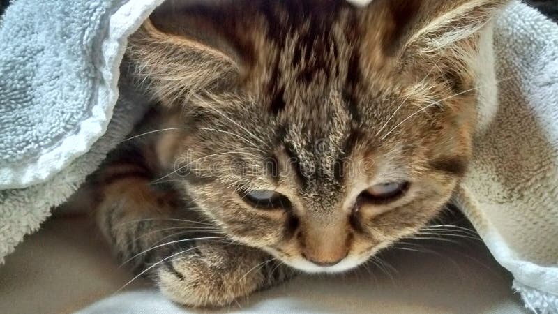 Kitten stock image. Image of cute, fold, eared, mackerel - 91319171