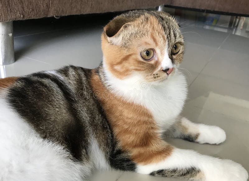 The Kitten Scottish Folded Cat Stock Photo - Image of young, adorable ...