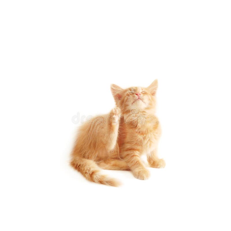 Adorable Kitten Scratching or Itching Himself Stock Photo - Image of ...