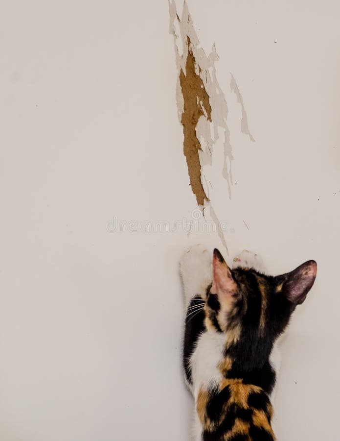 Animals Can Be Calico Stock Photos - Free & Royalty-Free Stock Photos ...