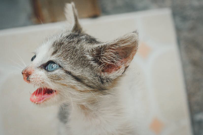 Kitten Screaming. Nice and Funny White Kitten Plays Inside the T Stock ...