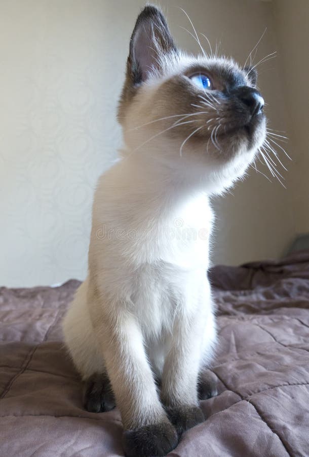 Kitten Short-haired Color Seal Point Stock Image - Image of domestic ...